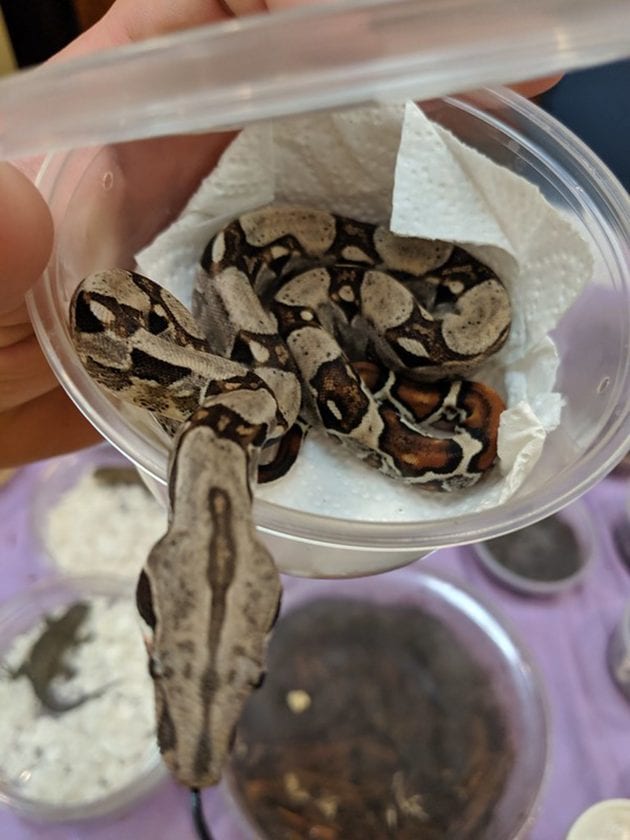 One-day ‘Repticon’ comes to Fort Myers - Cape Coral Breeze